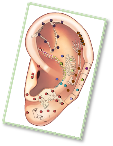 Ear Reflexology Protocols for Headaches, TMJ/Jaw Tension & Allergies ...
